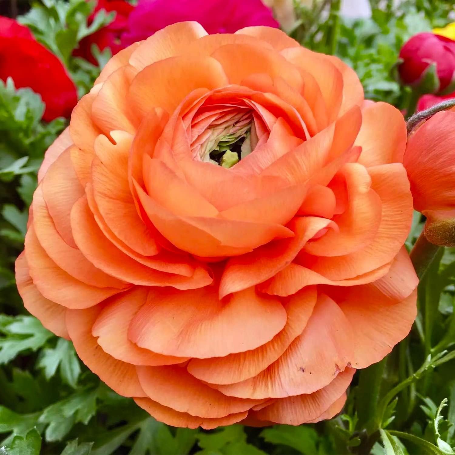 Amazon.com : 10 Orange Ranunculus Bulbs for Planting, Pastel Ranunculus ...