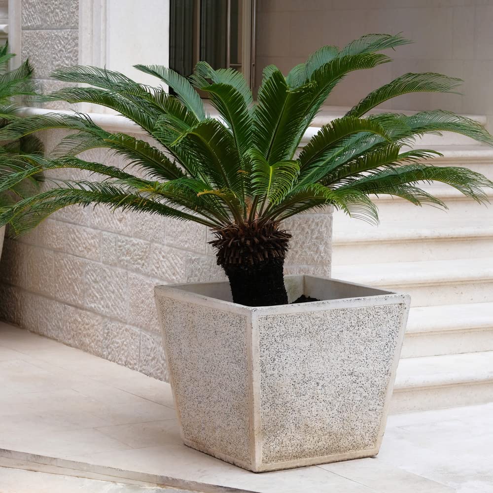 Cycas Revoluta In Pots