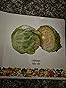Amazon.com: My First Bilingual Book–Vegetables (English–Urdu ...