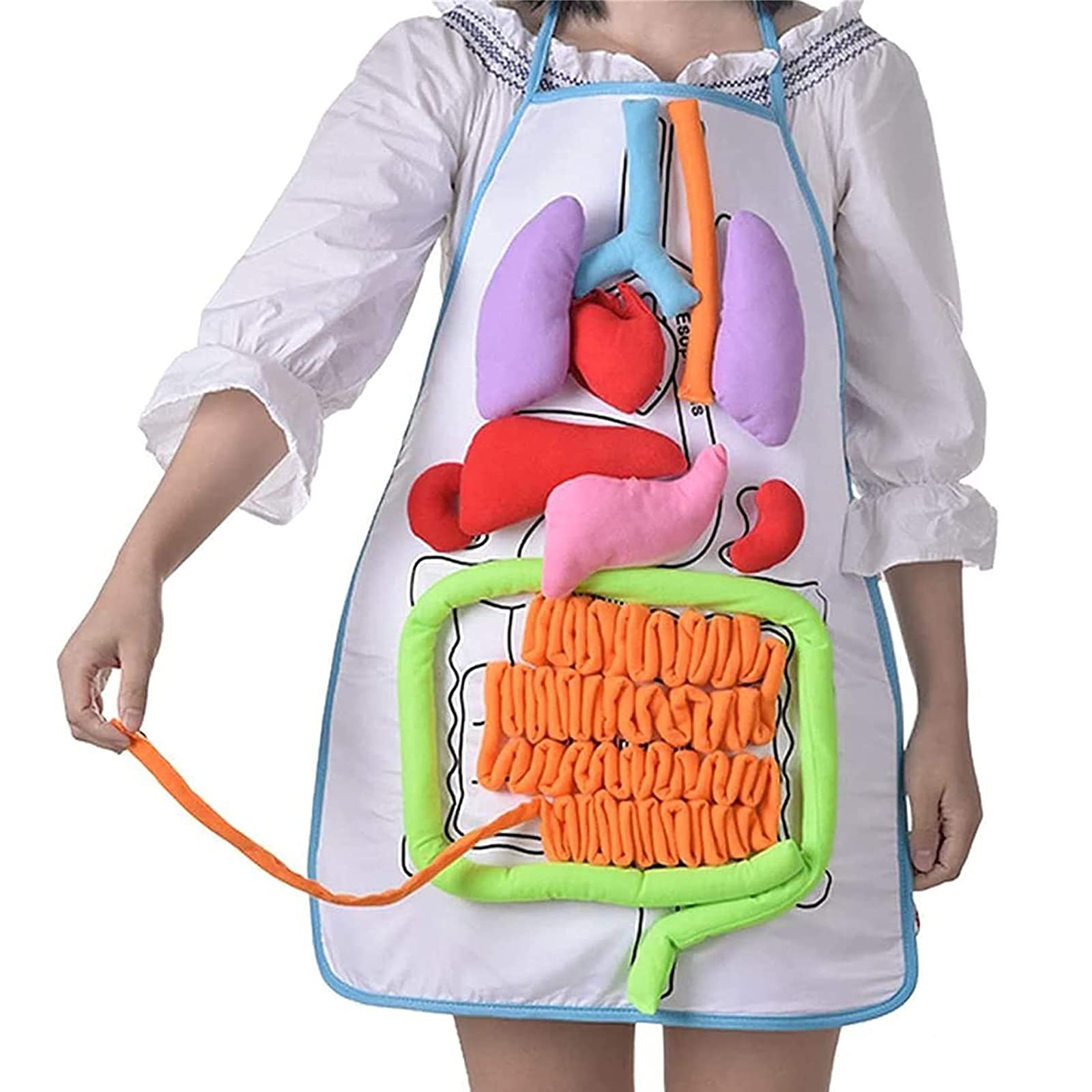 Buy SHFAMHS 3D Organ Apron,- Anatomy Apron for Childrens,Anatomy Toy ...