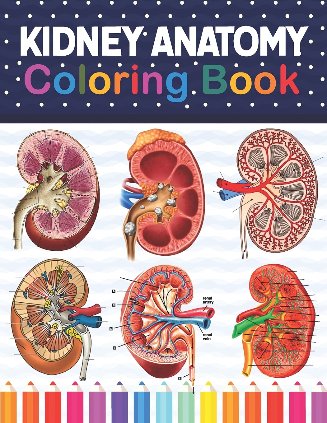 Buy Kidney Anatomy Coloring Book: Kidney Anatomy Coloring Book for kids ...