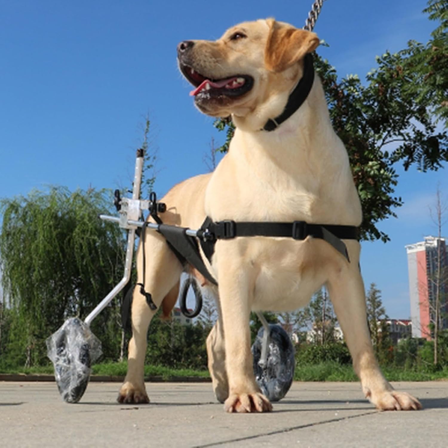 Dog Wheelchair Dog Leg Braces Wheelchair Cart, Med/Large Dog Wheel ...