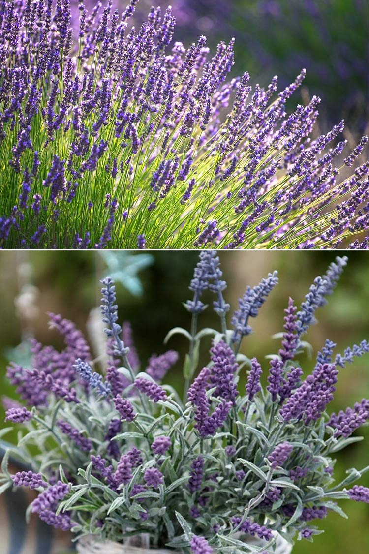 Lavanda Inglesa