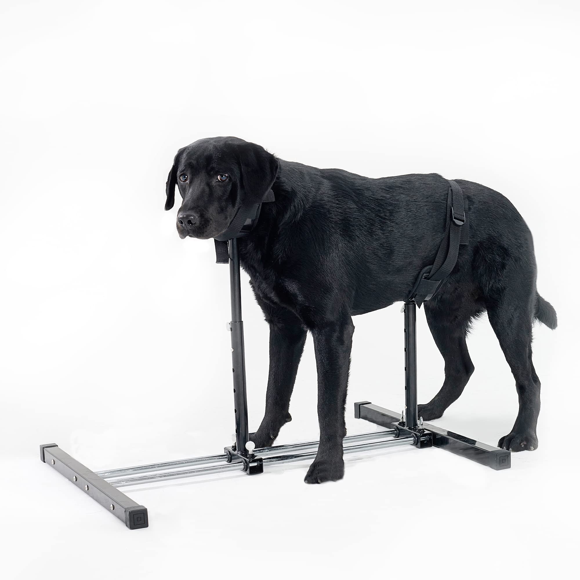 HQSLC Dog Breeding Stand,Stainless Steel Dog Grooming Stand with Collar ...