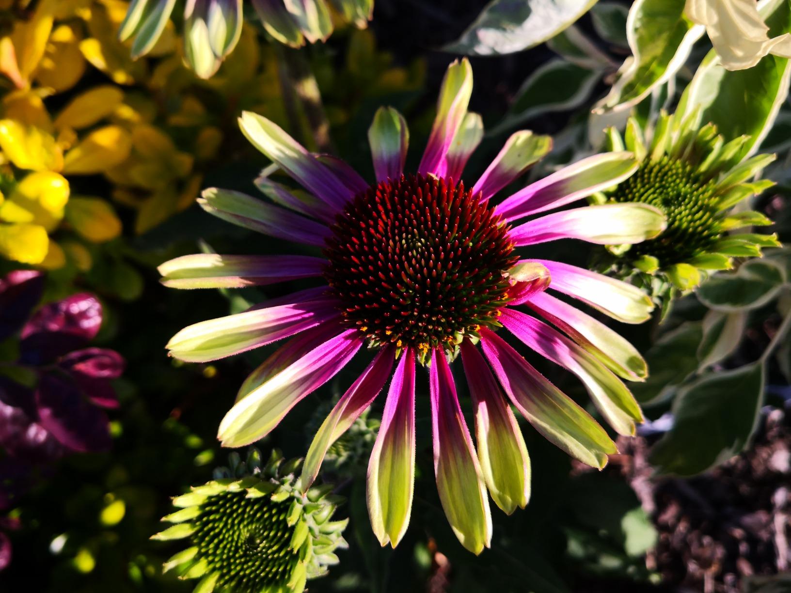 The Offing: A BBC Radio 2 Book Club Pick : Myers, Benjamin: Amazon.com ...