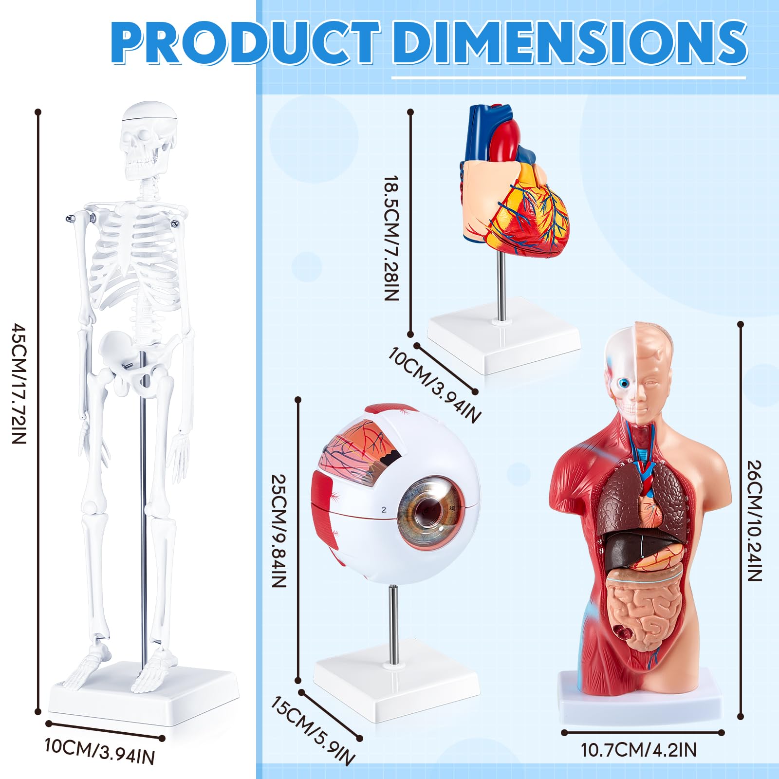 Snapklik.com : 4 Pcs Human Body, Skeleton, Heart Eyeball, Anatomical ...