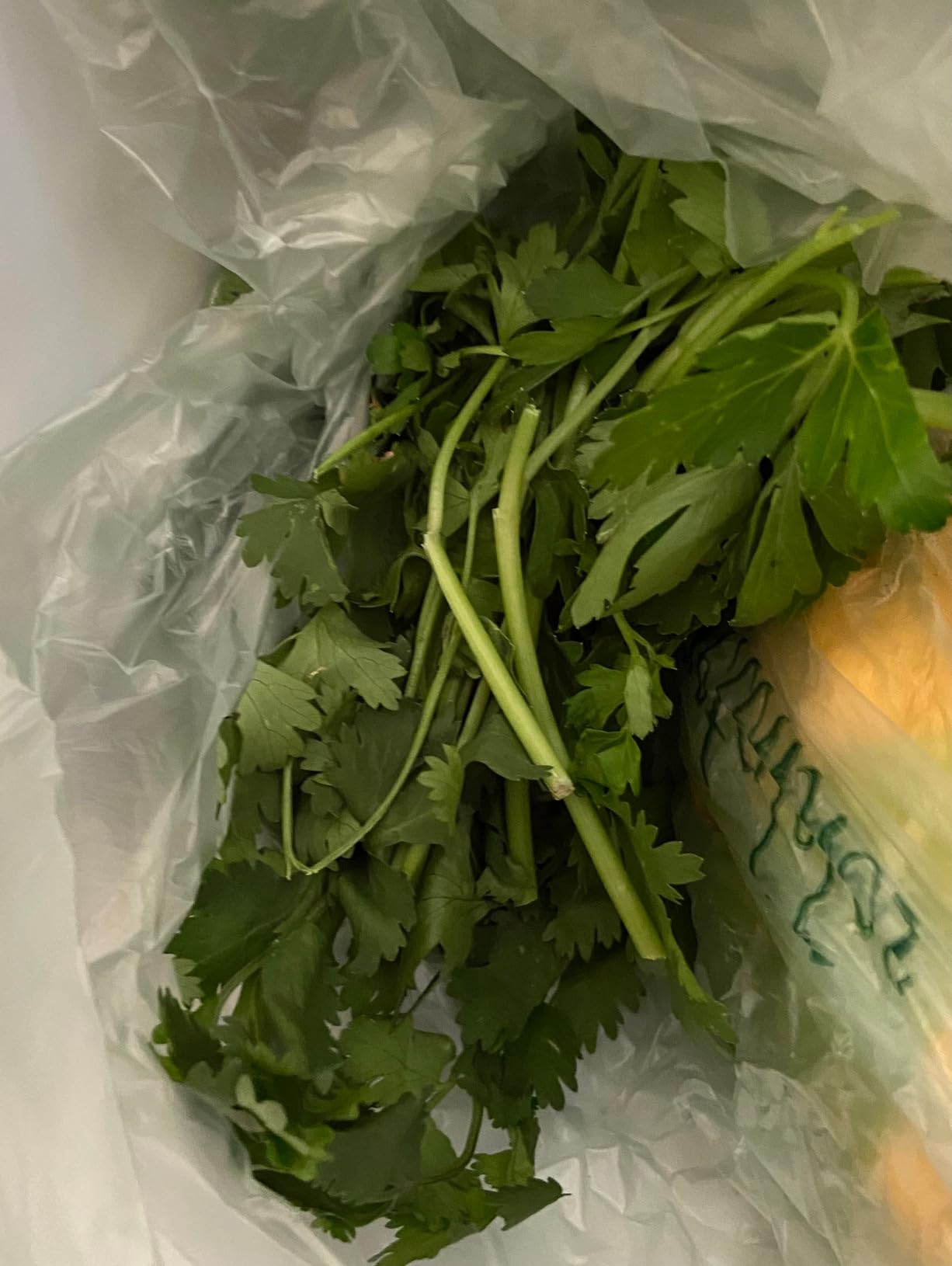 Amazon.com: Herb Cilantro Organic, 1 Bunch : Grocery & Gourmet Food