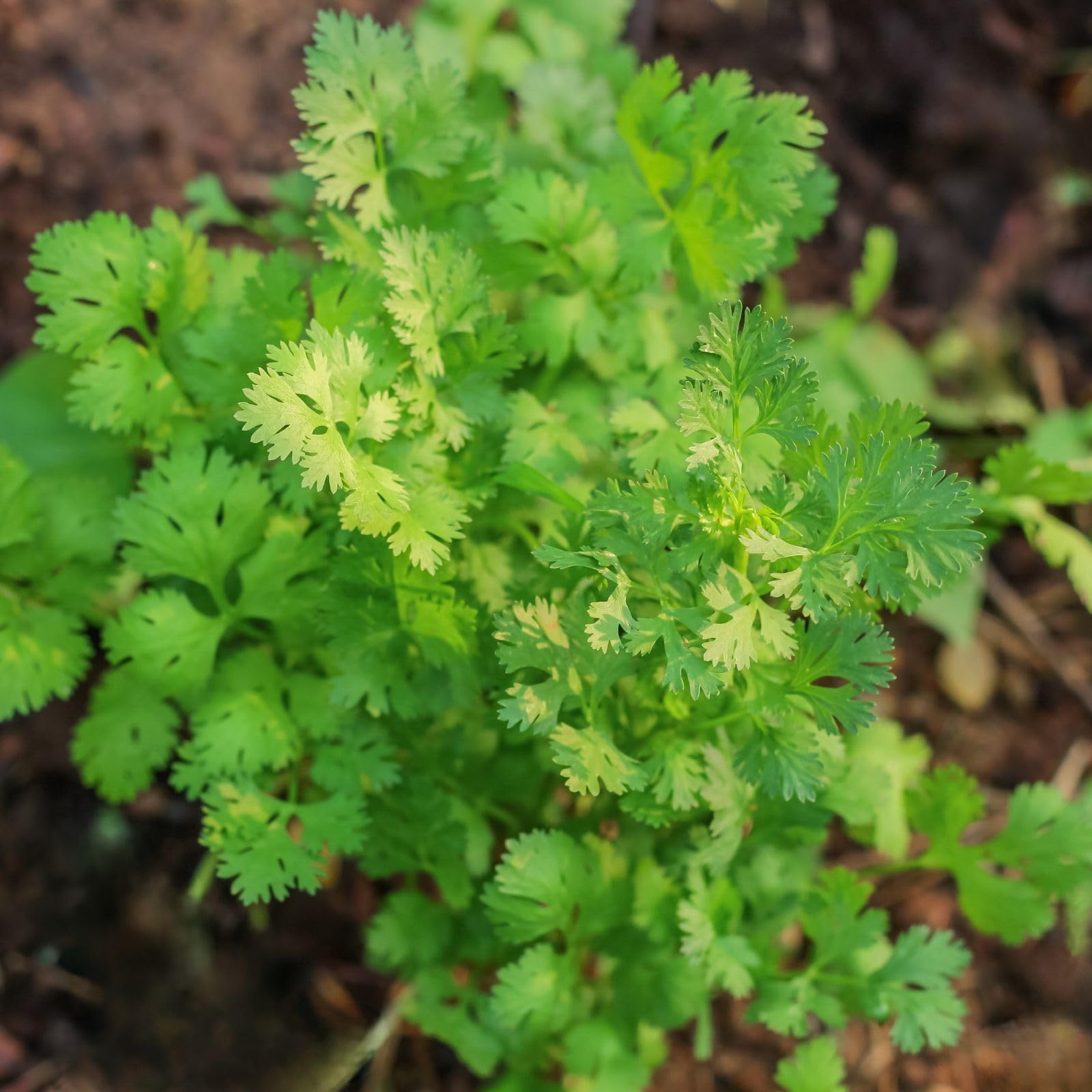 Amazon.com : Clovers Garden Santo Cilantro Herb Plants – Two (2) Live ...