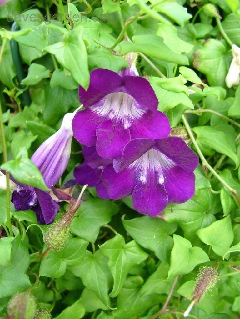 Asarina Seeds Climbing Snapdragons Flowering Vine Seeds Climbing