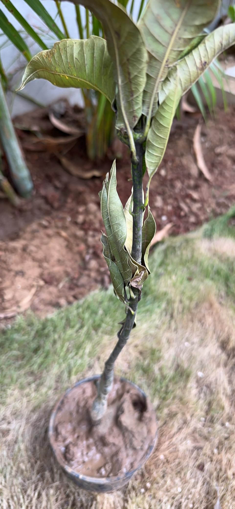 All time "KATIMON" mango plant Bramasi Thailand mango plant(All Season ...