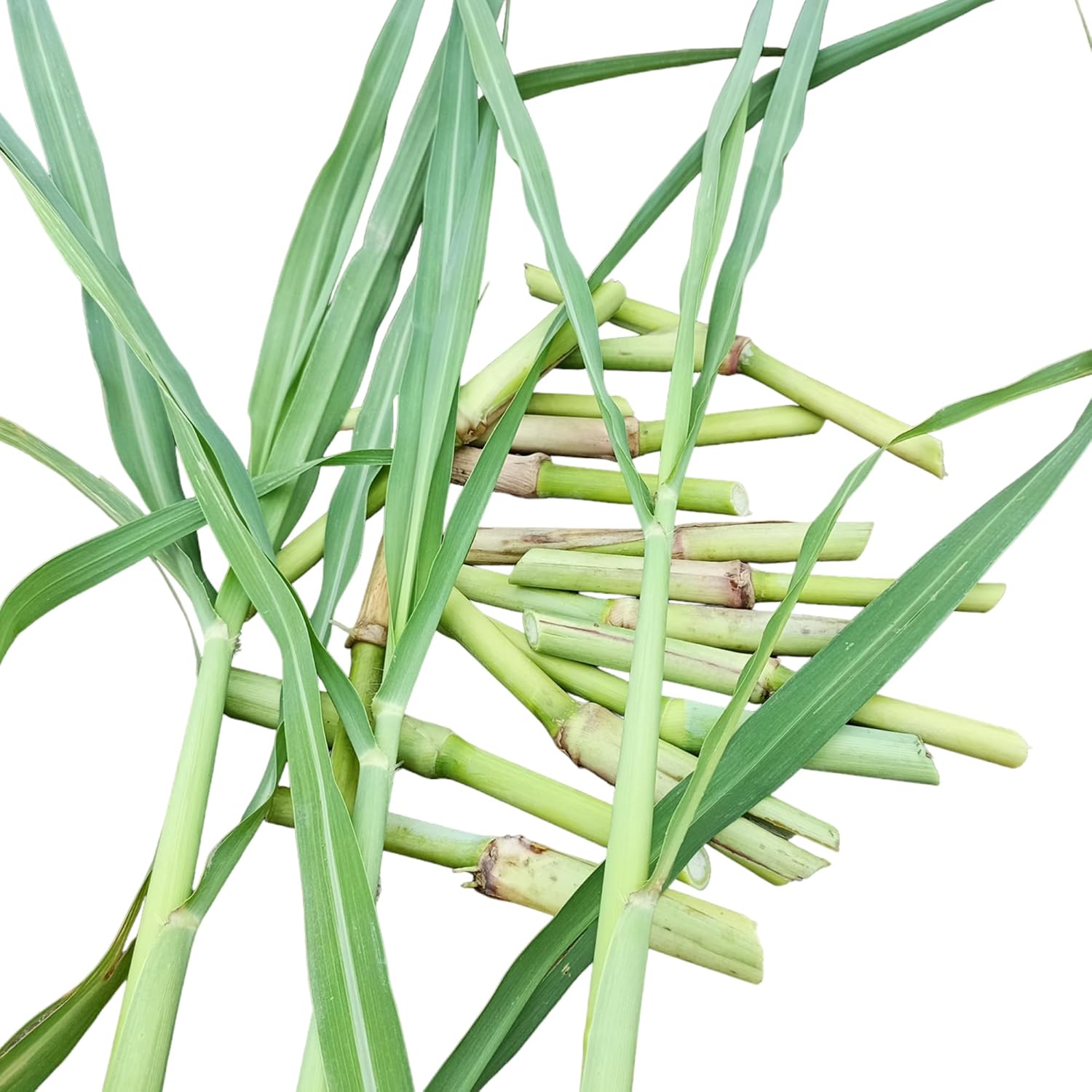 Natural Agrocare white German grass/Bangladesh German grass Multi-Cut ...