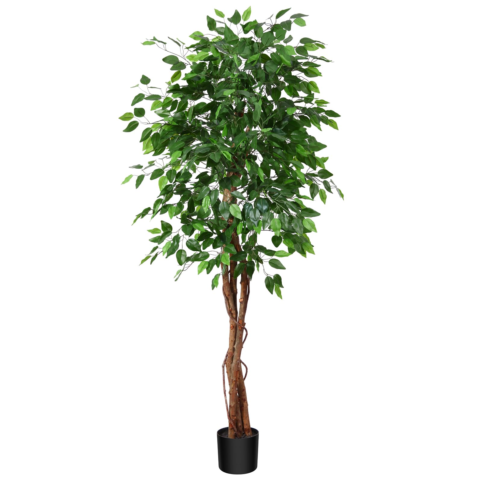 Woody Green Indoor Plants