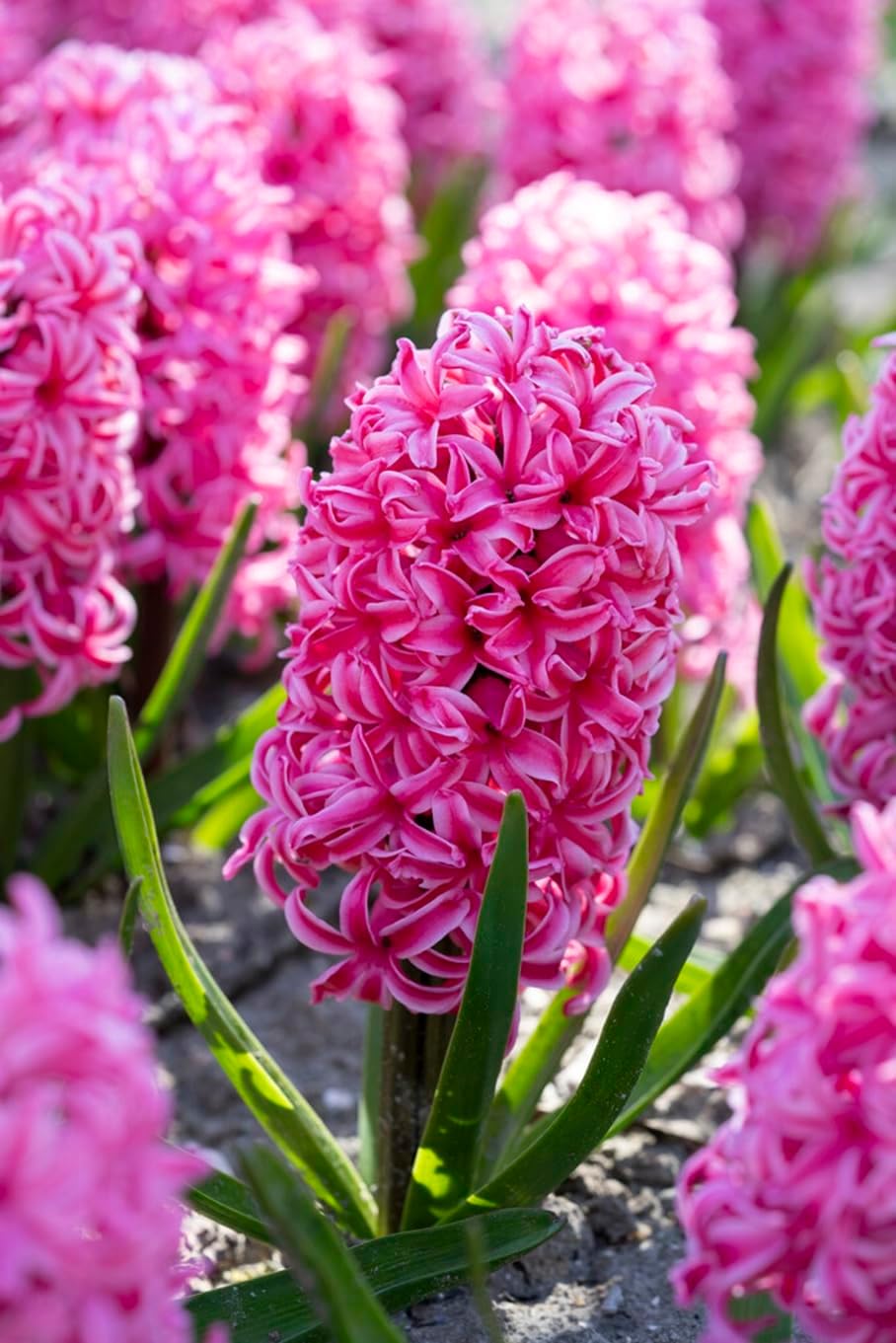 Amazon.com : Elegant Pink Hyacinth Bulbs for Planting - Fragrant and ...
