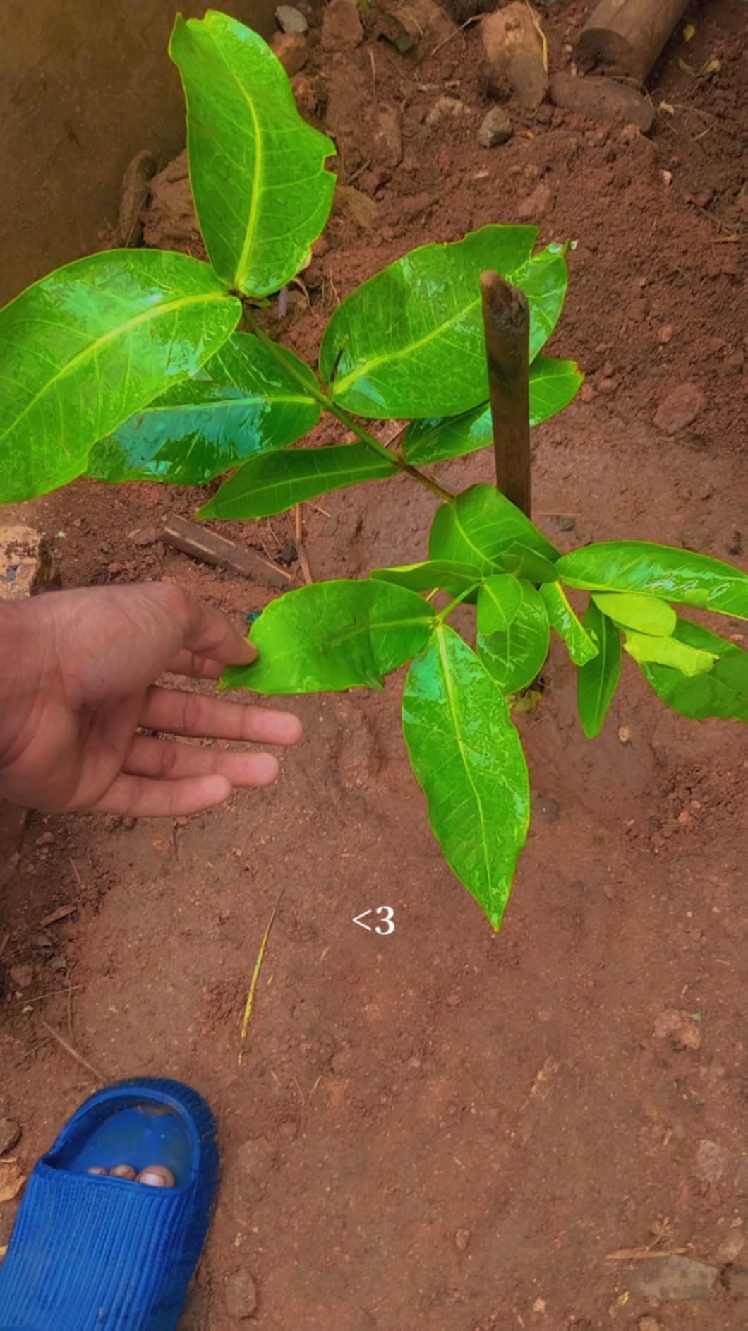 SEILOZBUNIA FARM - Original Most Expensive Red Sandalwood | Lal Chandan ...