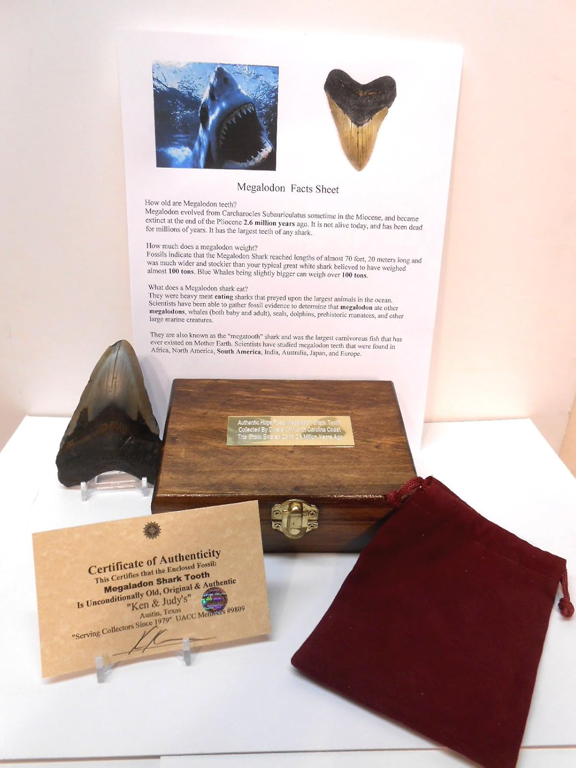 Amazon.com: Genuine Huge Megalodon Fossil Shark Tooth in Collector's ...