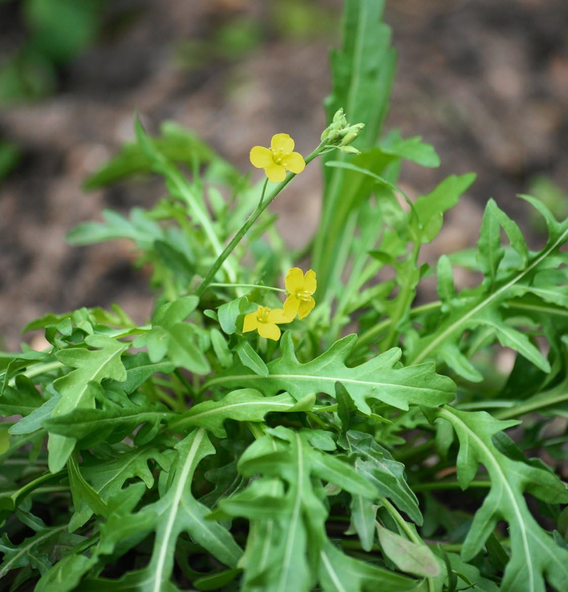 Seedeo® Rucola selvatica/Wilde Rauke (Diplotaxis tenuifolia) 250 Samen ...