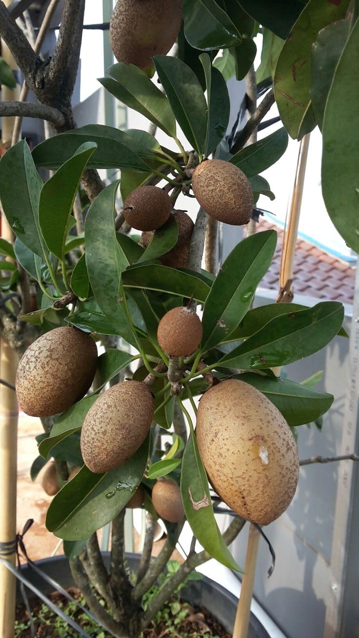 Thai All Time Chiku Sapota Sapodilla Grafted Live Fruit Plant & Tree ...
