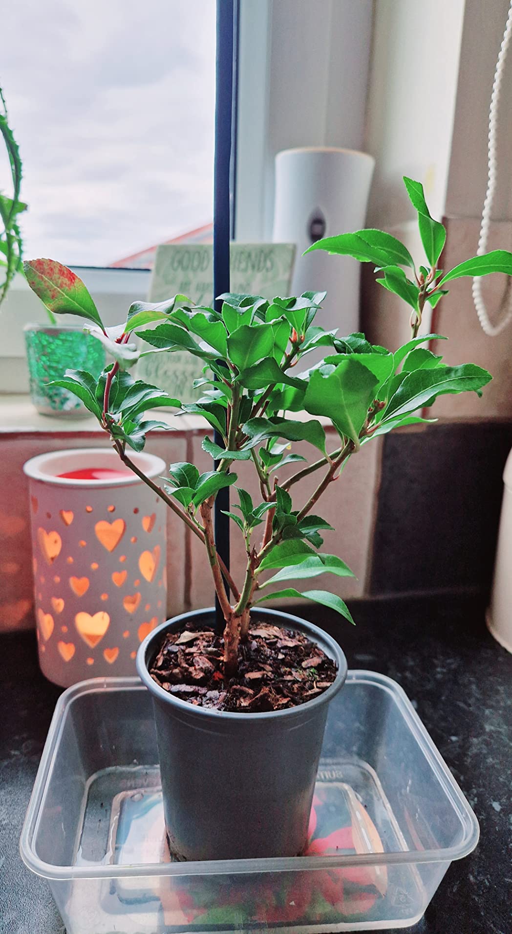 Pieris 'Mountain Fire' | Evergreen Shrub | Pot Plant : Amazon.co.uk: Garden