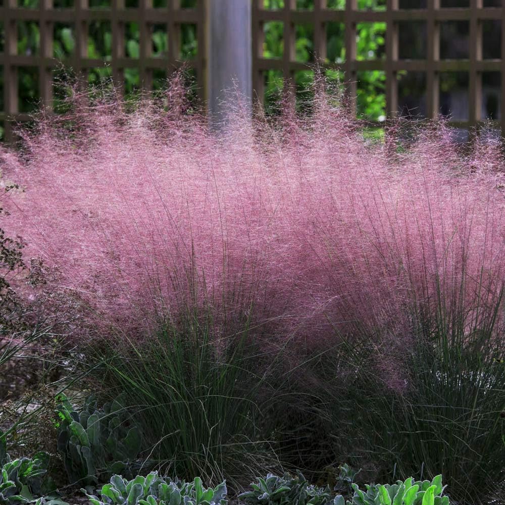 Amazon 30 Pink Muhly Grass Seeds Muhlenbergia Capillaris Native