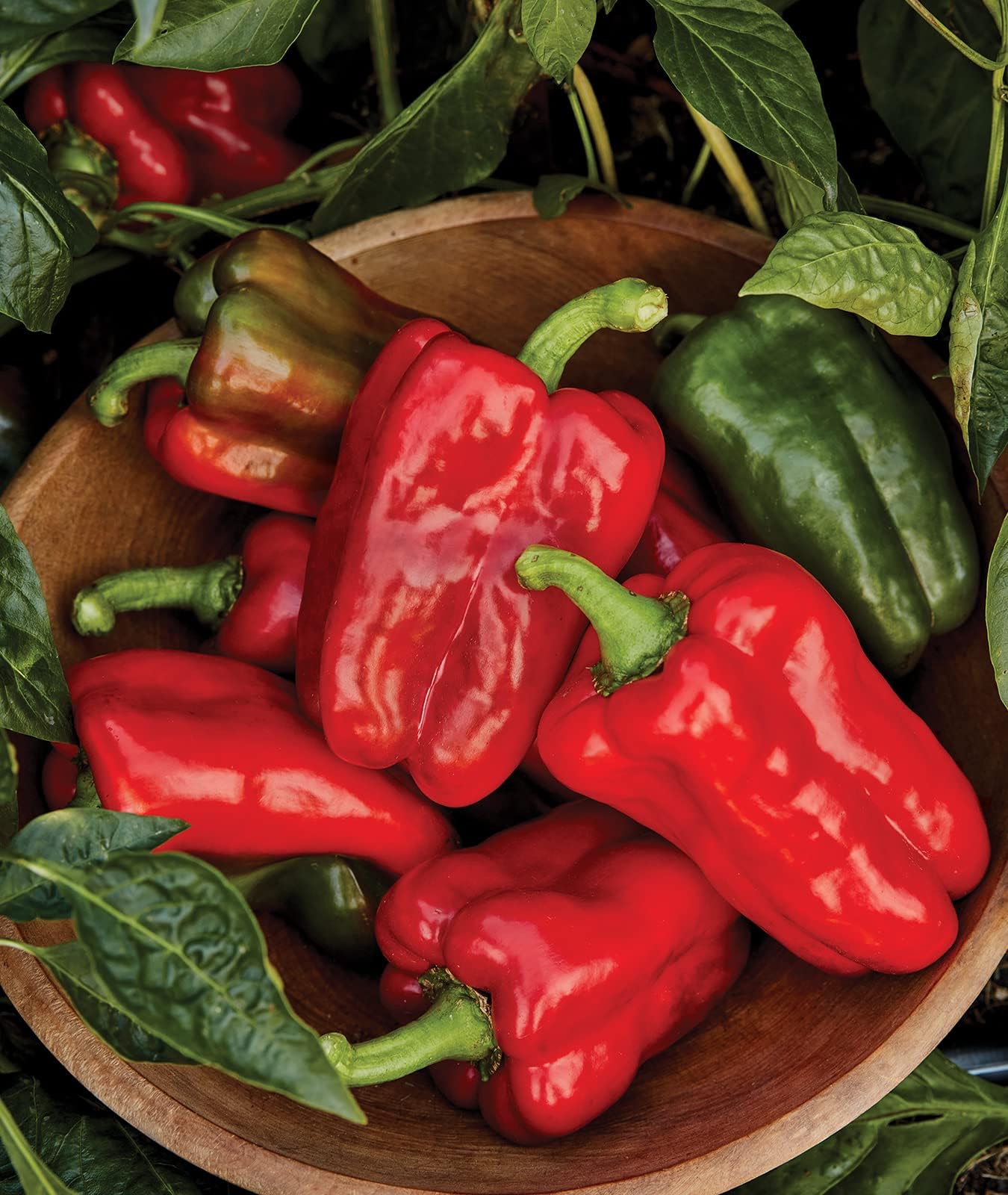 Amazon.com : Burpee Great Stuff Sweet Pepper Seeds 40 seeds : Patio ...