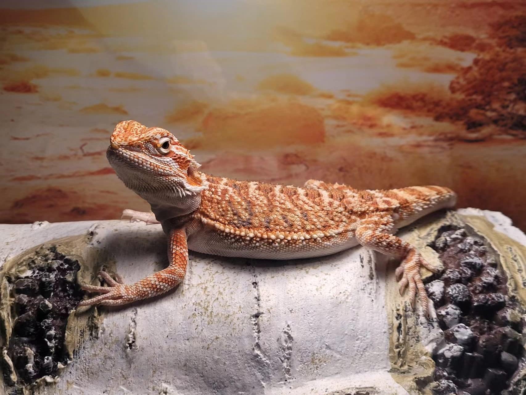 Snapklik.com : RunXF Large Artificial Birch Log Hide Reptile Shelter ...