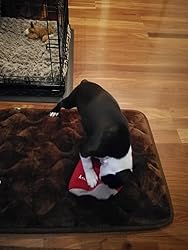 Pet Supplies : ZippyPaws Burrow Shark 'n Ship - Squeaky Plush Hide and ...