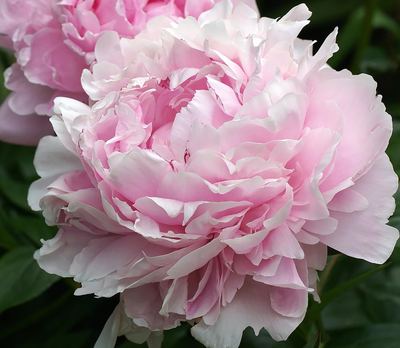 Amazon.com : Sarah Bernhardt Double Pink Peony - Bare Root | Premium ...