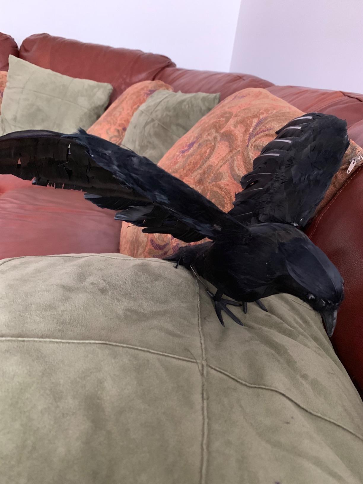 Amazon.com: Takefuns Halloween Realistic Handmade Crow Prop 3 Pack ...