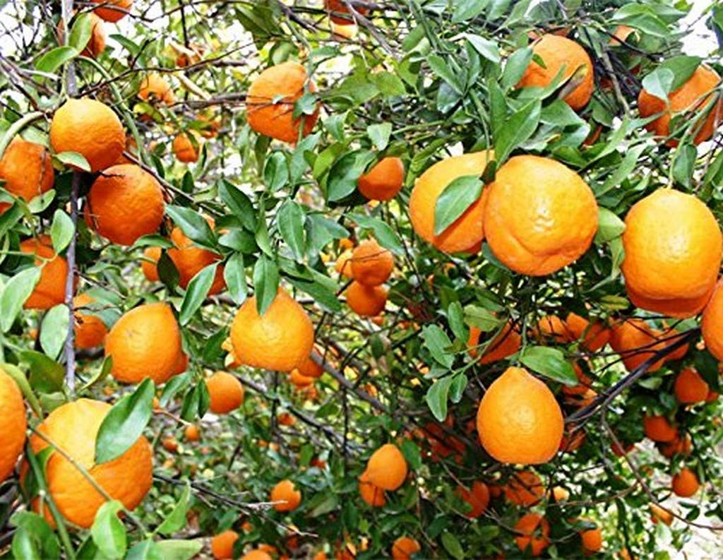 Creative Farmer Live Orange/Santra/Sweet Citrus Fruit Plant - Healthy ...