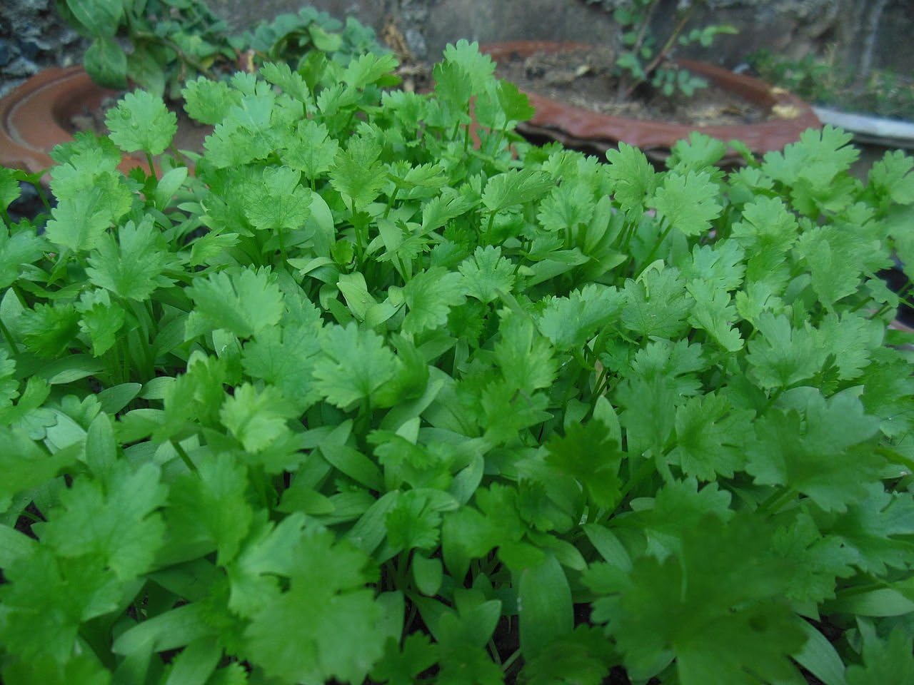 Amazon.com : Cilantro Santo Seeds (200 Seeds), Coriander Annual Herb ...