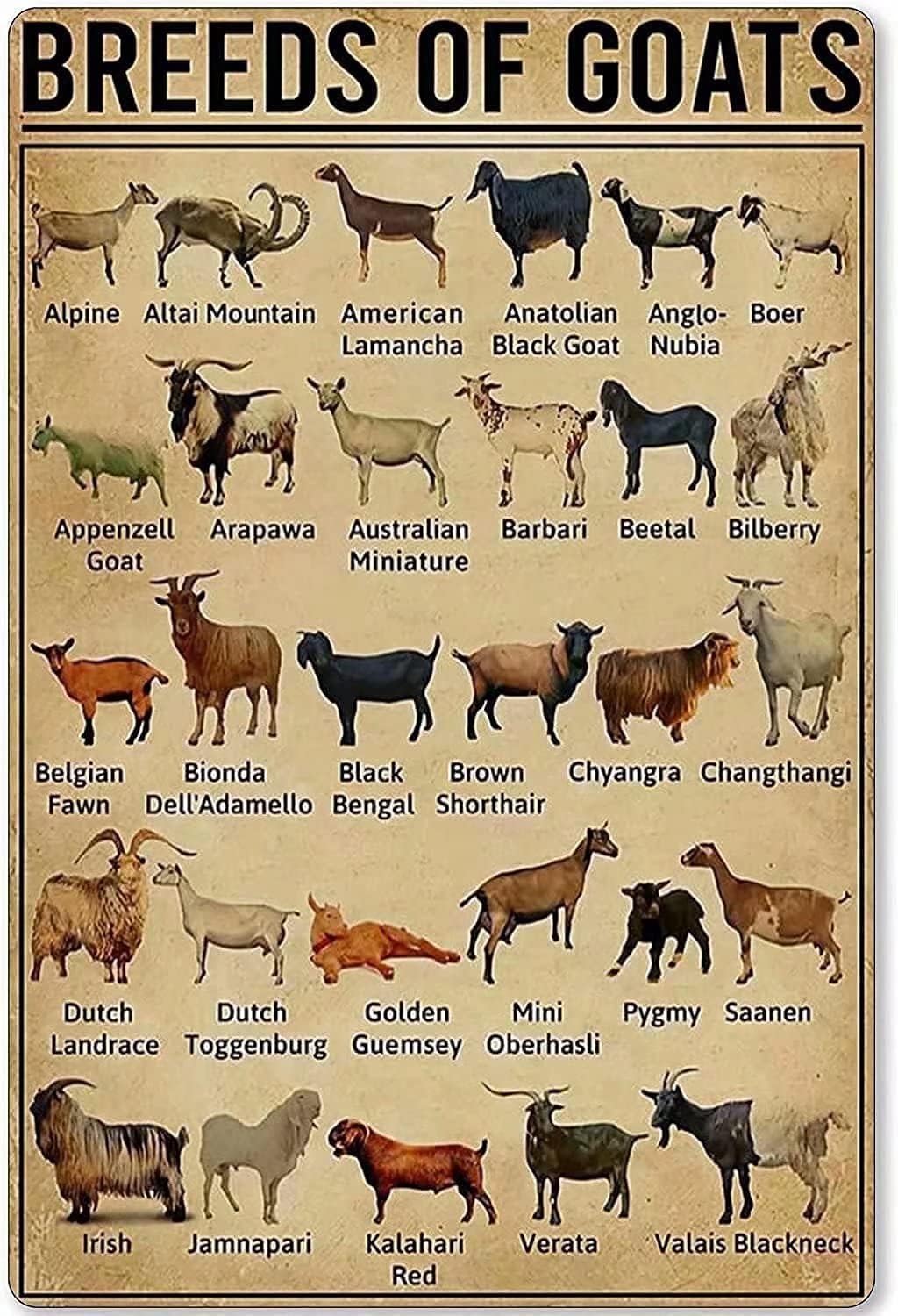 Amazon.com: Goat Knowledge Metal Tin Signs Breeds Of Goats Learning ...