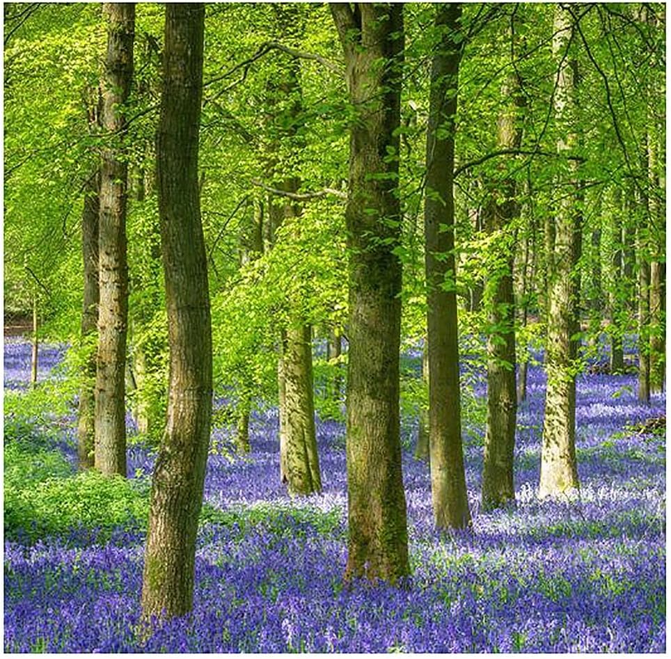 Amazon.com : English Bluebell Bulbs - 10 Large Bulbs for Planting ...
