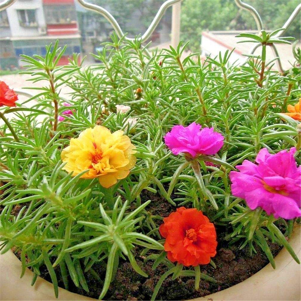 Portulaca Grandiflora In Pot