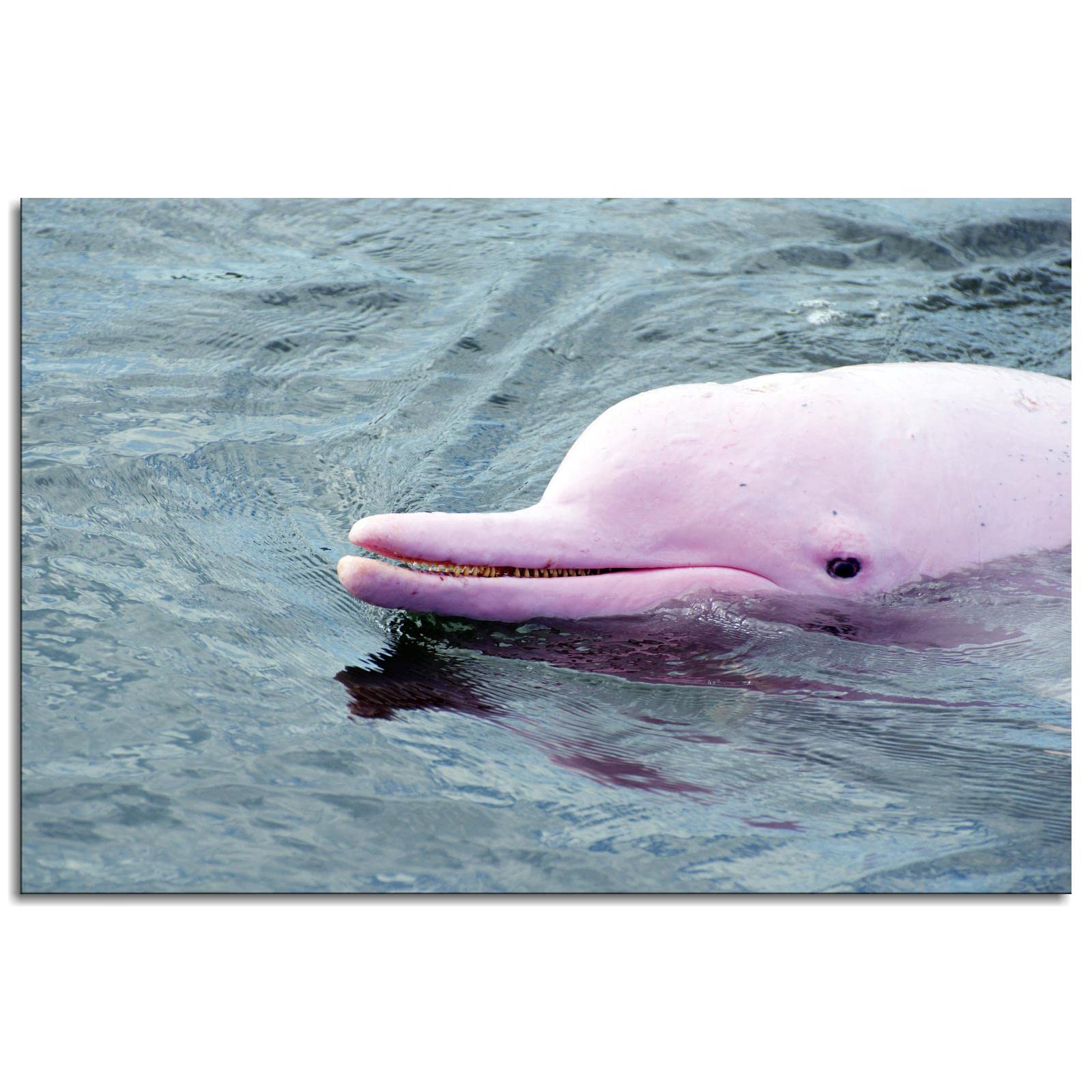 Pink Dolphin Animal