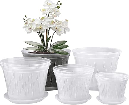 Amazon.com: lanccona Orchid Plants- 2 Each of 4, 5, 6 and 7 inch- 8 ...
