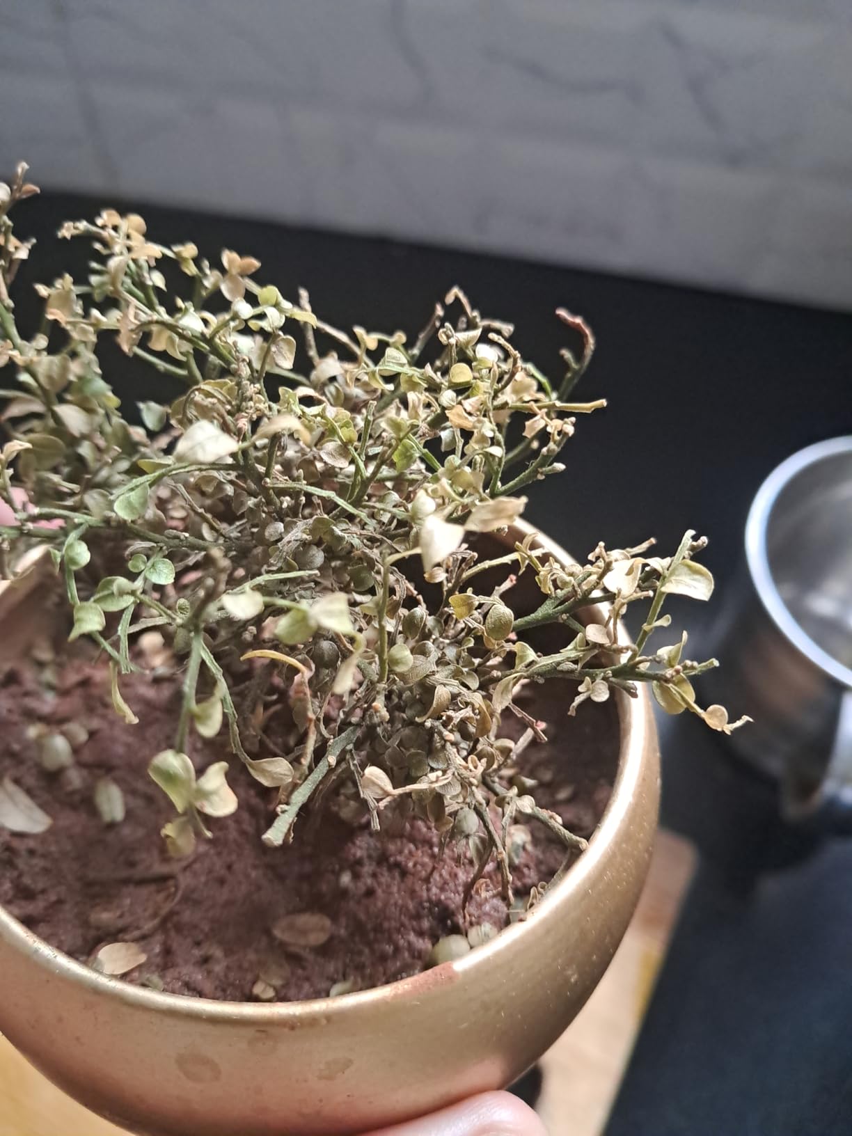 Bonsai live plants for home indoor,Kamini plant (Pack of 1) : Amazon.in ...