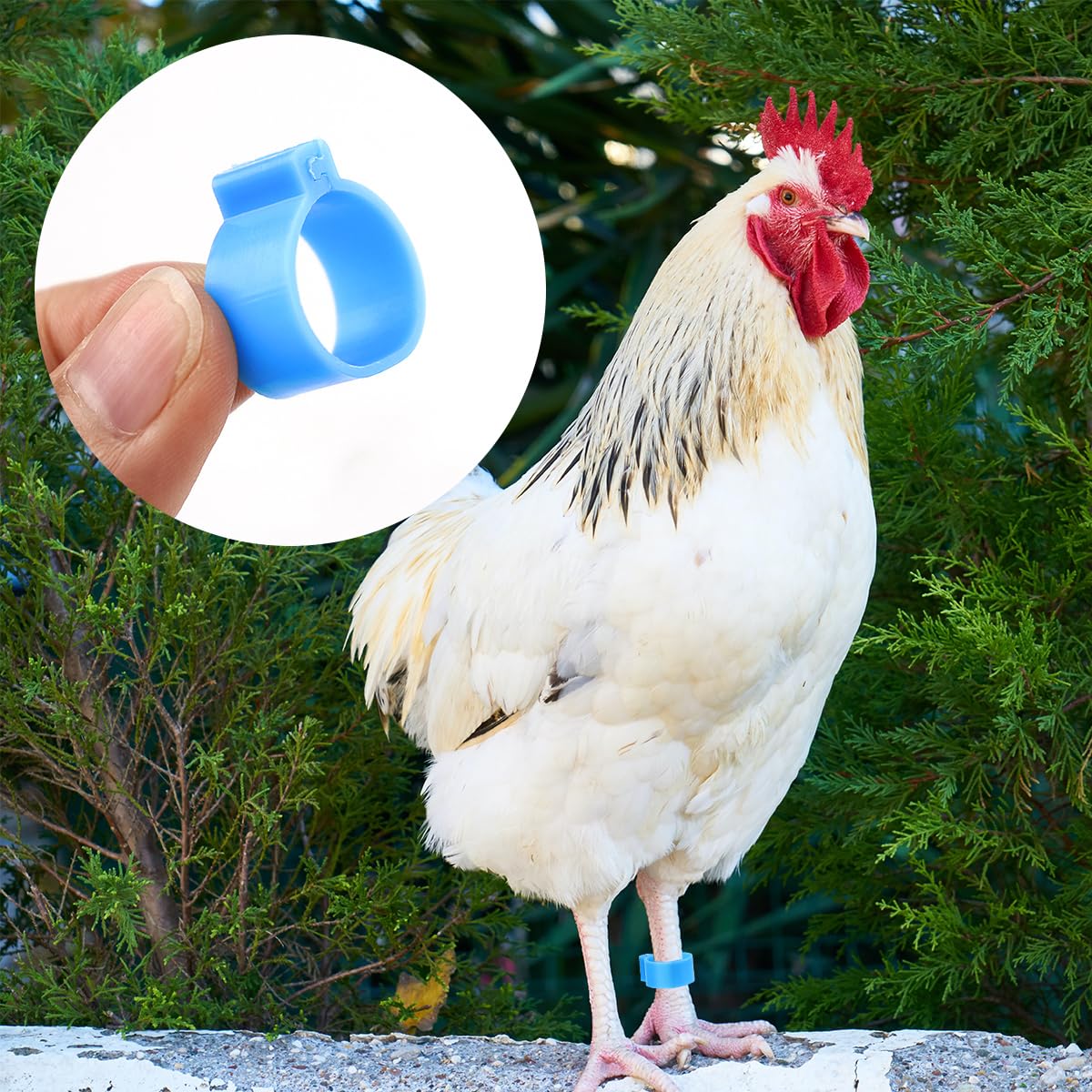 Snapklik.com : 100 PCS Chicken Identification Band 5Color Chicken Leg ...