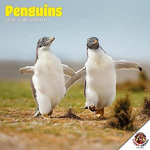 Dayplanner Publishing Penguins Calendar 2026, Large Square Wall ...