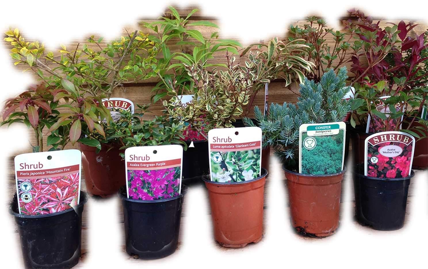 10 Mixed Shrubs - Well Established in Pots - Great Value - Easy to Grow ...