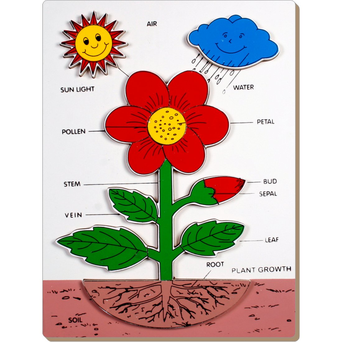 Plant Pictures For Kids