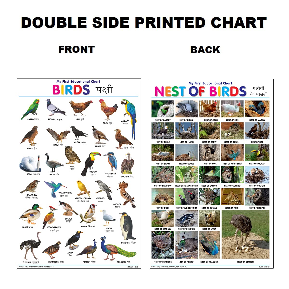 Birds Double Side Printed Chart For Kids Learn About Jungle ...