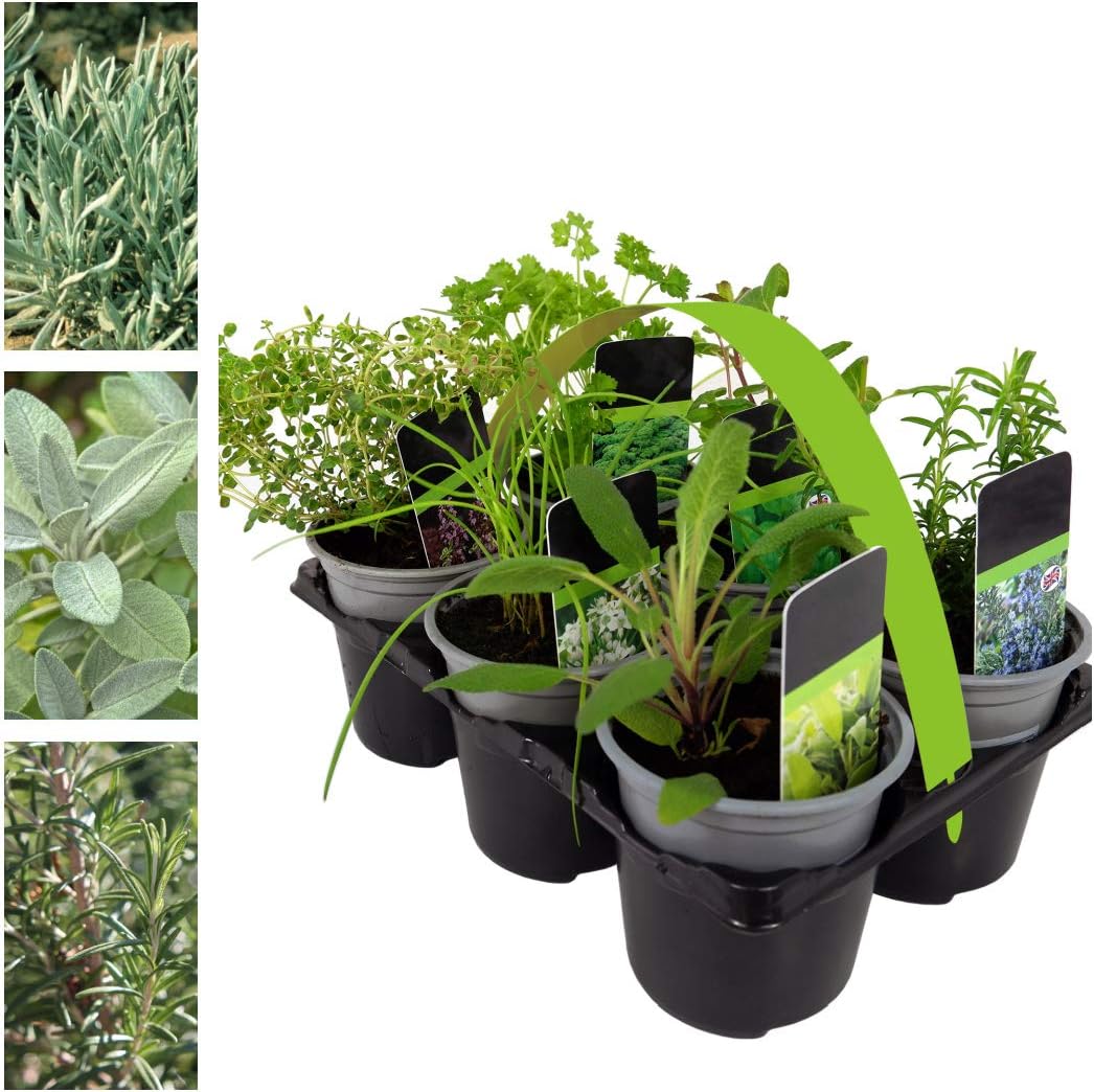 6 Herb Plant Mix - Mix of Herb Plants in 9cm Pots Ready to Plant ...