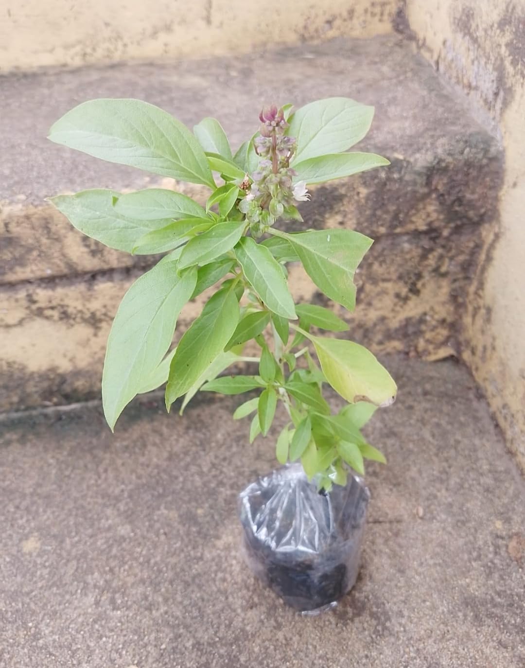 Sabja plant, sweet basil, thiruneetru pachilai : Amazon.in: Garden ...