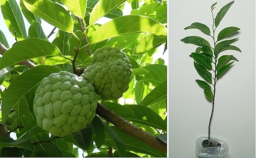 Green view Dwarf Rare Exotic Tropical Fruit Grafted Plant Custard ...