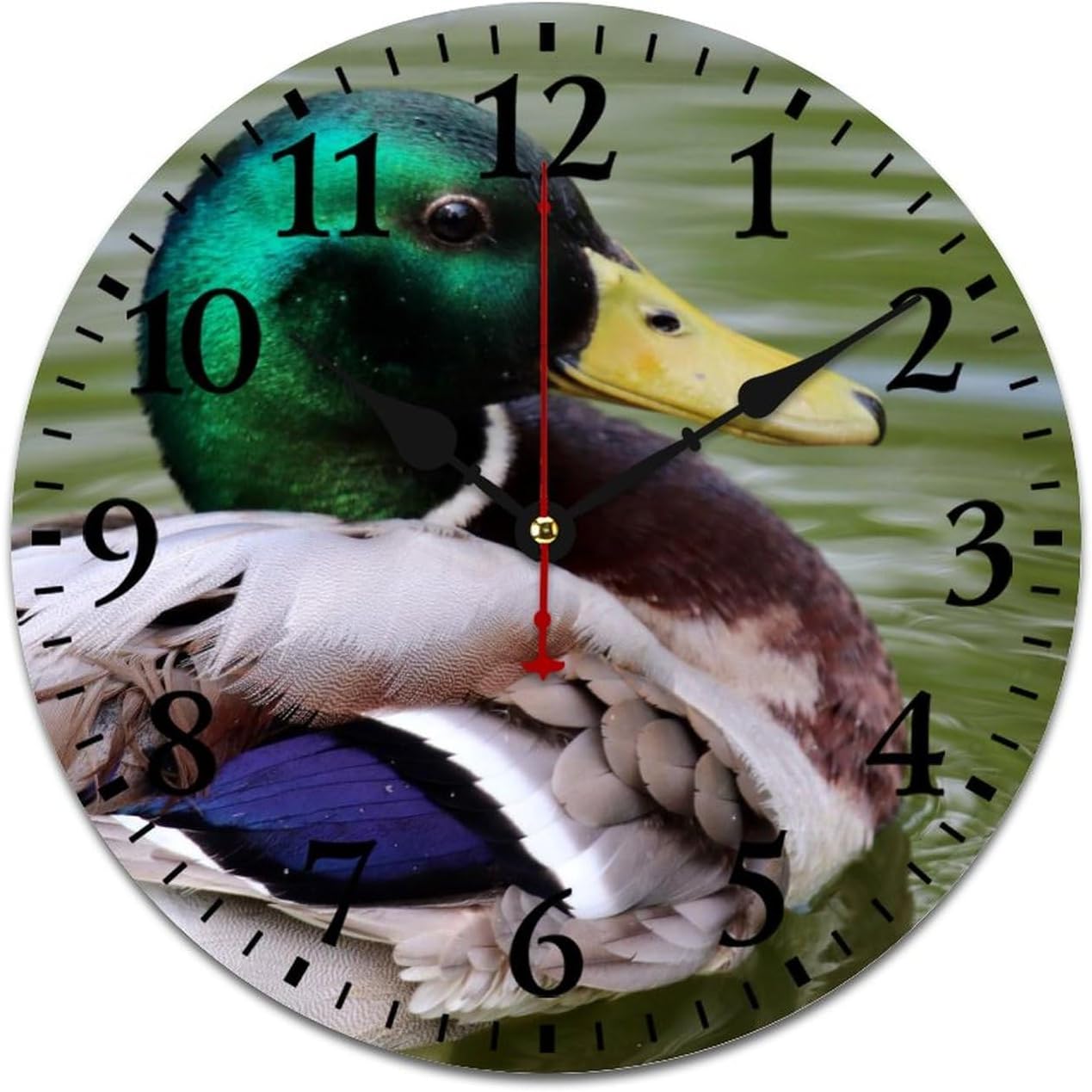 Amazon.com: 16 inch Clocks Mallard Duck Green Head Swimming On Lake ...