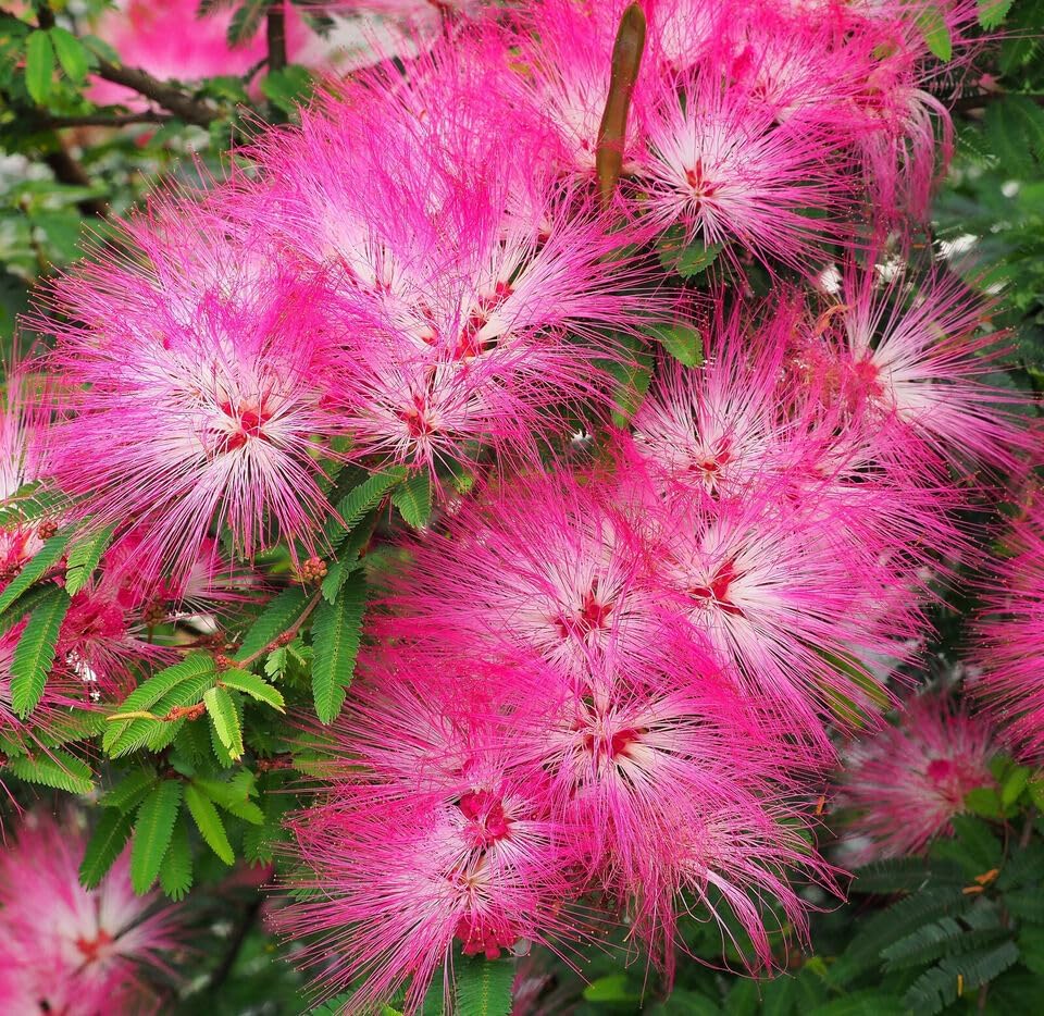 Amazon.com : Mimosa Silk Tree, Albizia julibrissin, 50 Seeds (Fast ...