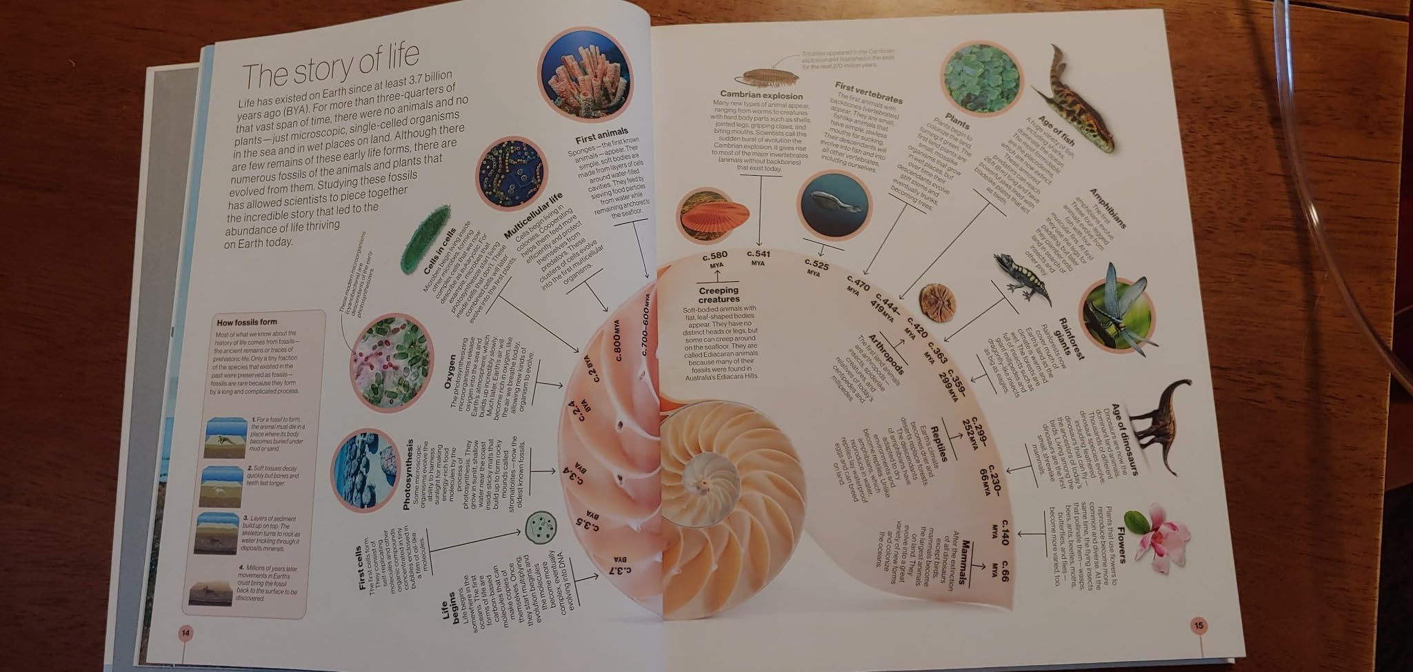 Timelines of Science: From Fossils to Quantum Physics (DK Children's ...