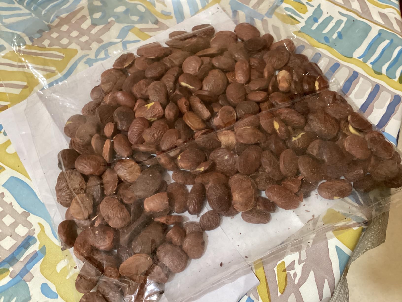 RK Seeds Pongan Tree Seeds,Pongamia Pinnata - Pack of 100 g : Amazon.in ...