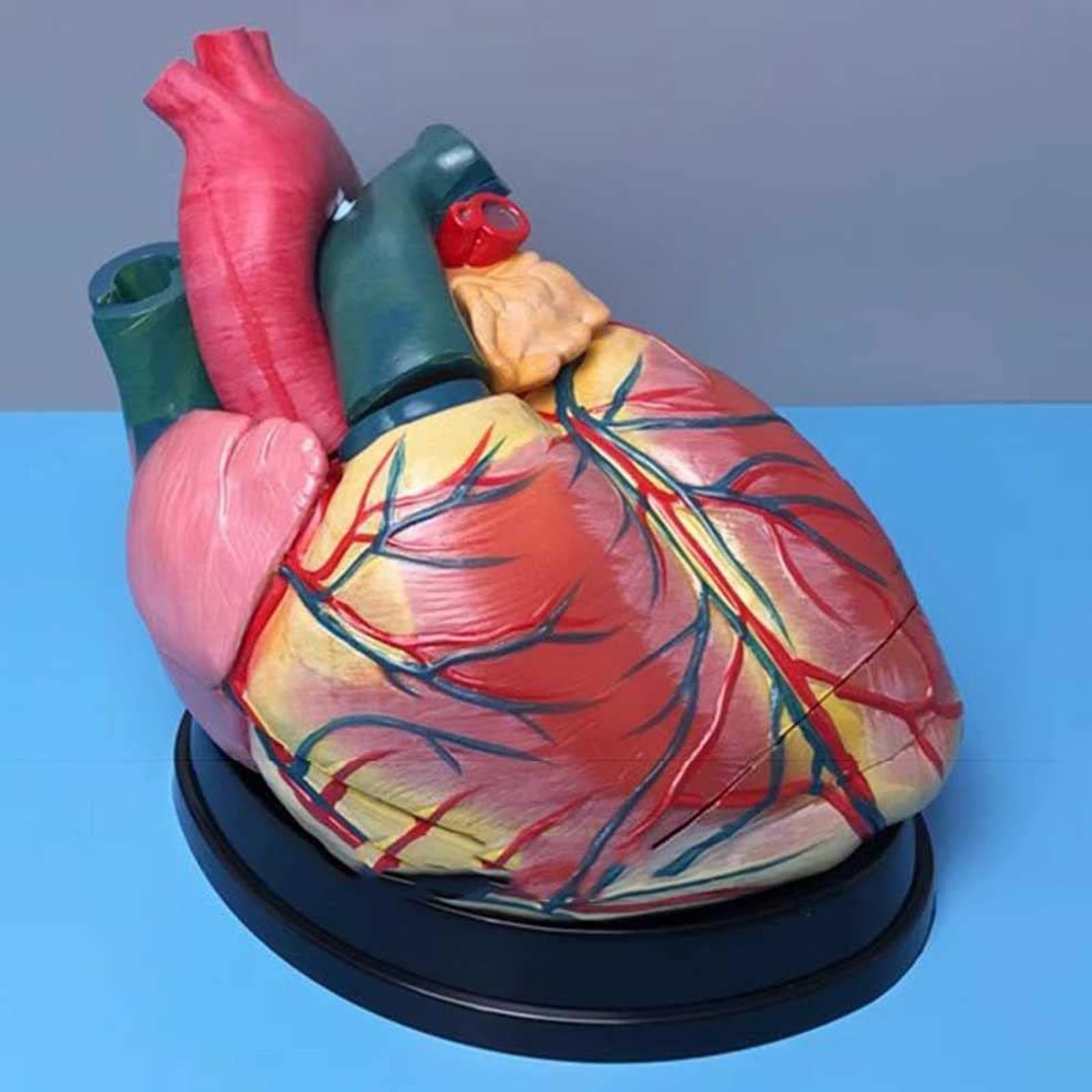Corazón Humano Real Etiquetado Modelo De Corazón Humano 3 Partes,