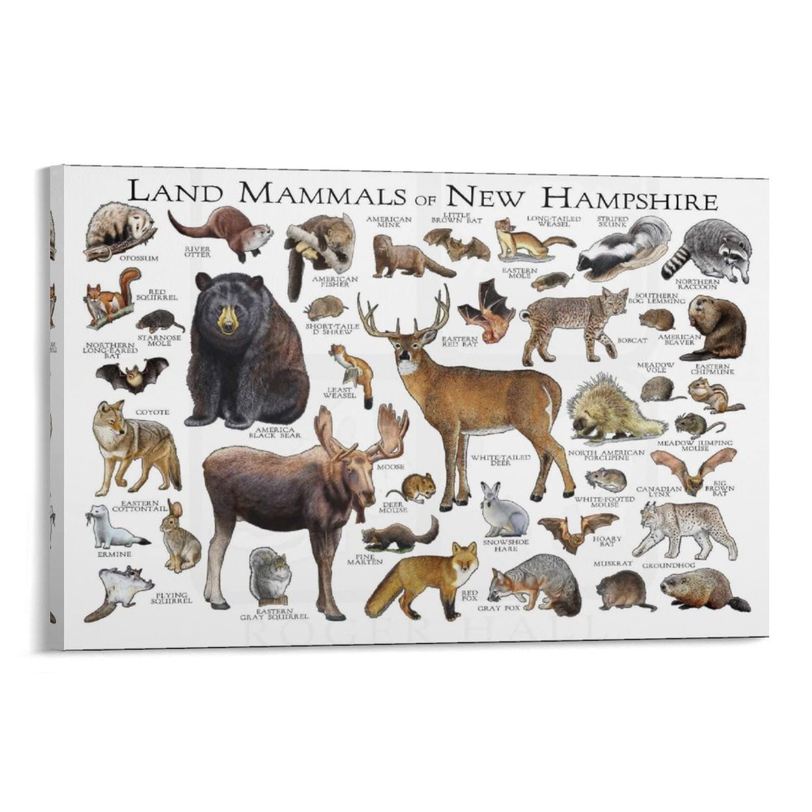 Images Of Land Animals Conservation Status Of Indigenous Land Species